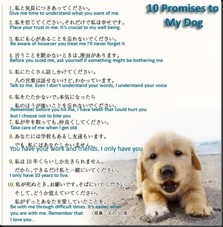 橙之語♥: 10 promises to my dog